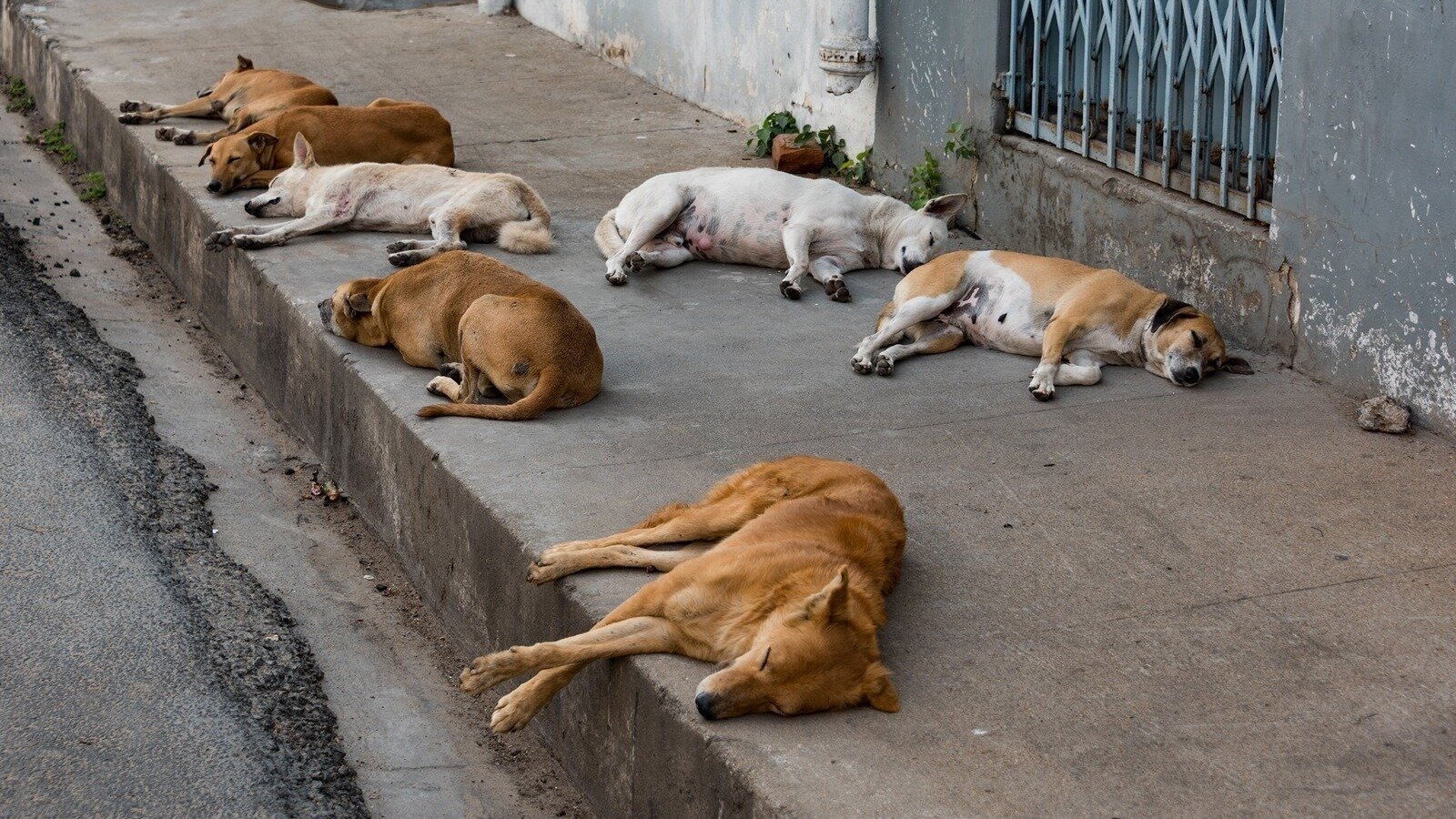 Petition · Strengthen Animal Welfare Laws for Better Protection in ...