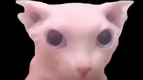 Petition · make bingus coin the official currency worldwide - United ...