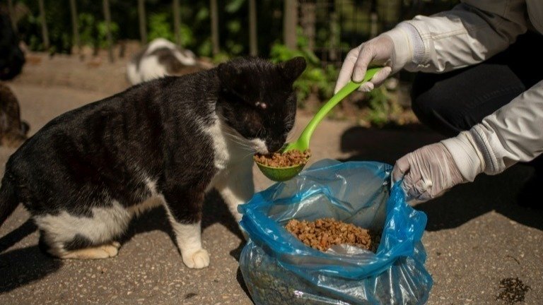 Petition · Save stray cats from their difficult life - Philippines ...