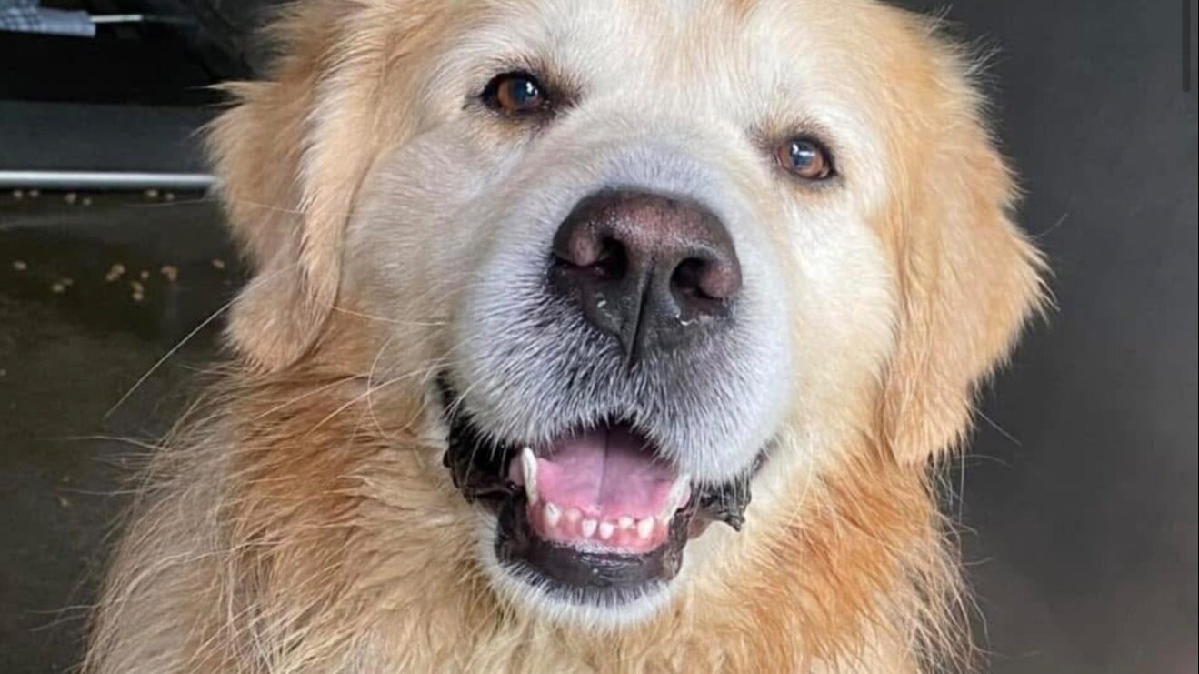 Petition · Demand Investigation of San Bernardino City Animal Services ...