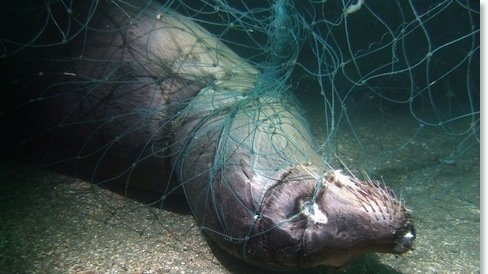 Petition · Stop the Super Trawler - Australia · Change.org