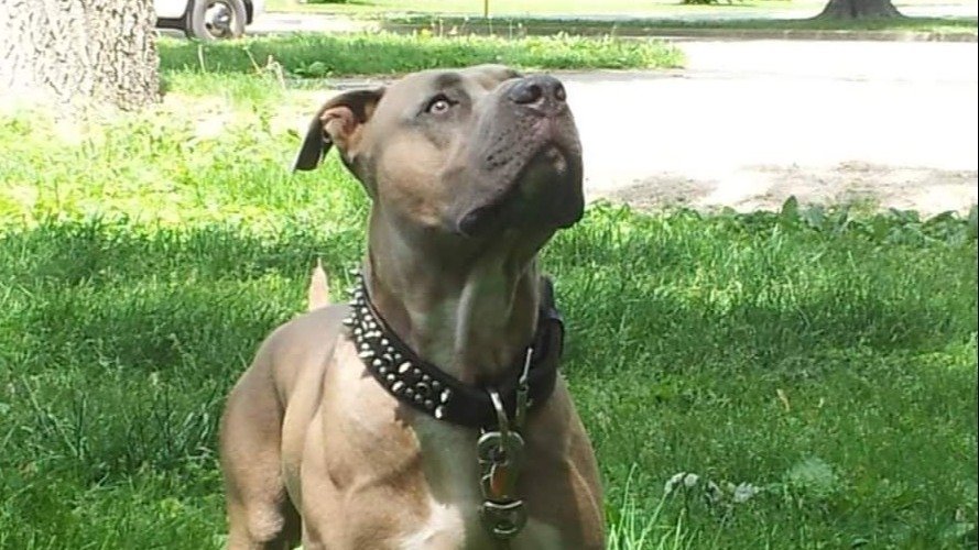 Petition · Justice for Blue - Decatur, United States · Change.org