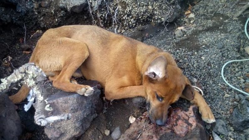 Petition update · KING. APALEADO Y APEDREADO · Change.org · Change.org