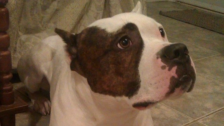 Petition · Save Debo (my dog) - Canada · Change.org