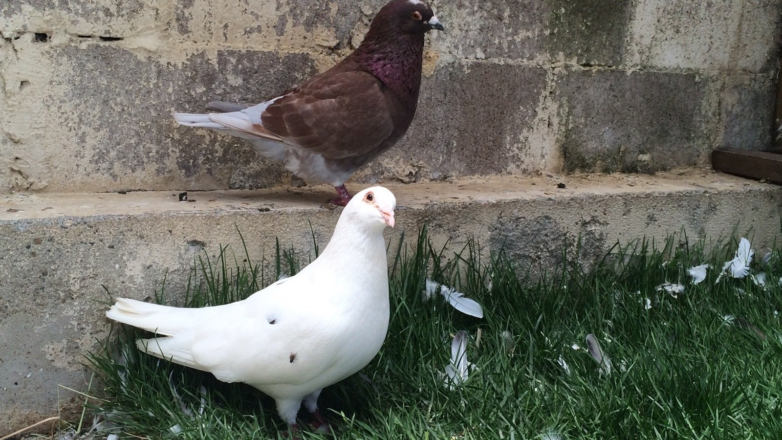 Petition update · Pigeon abuse - and the language of hatred and ...