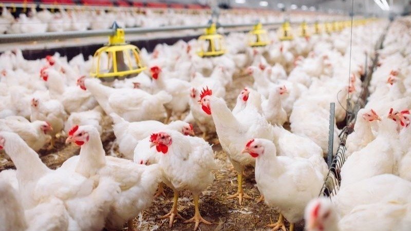 Petition · Market of Choice, adopt the Better Chicken Commitment ...