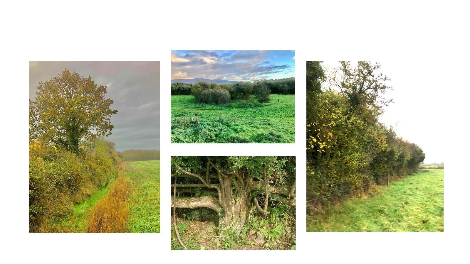 Petition · Help us stop hedgerow destruction - Ireland · Change.org