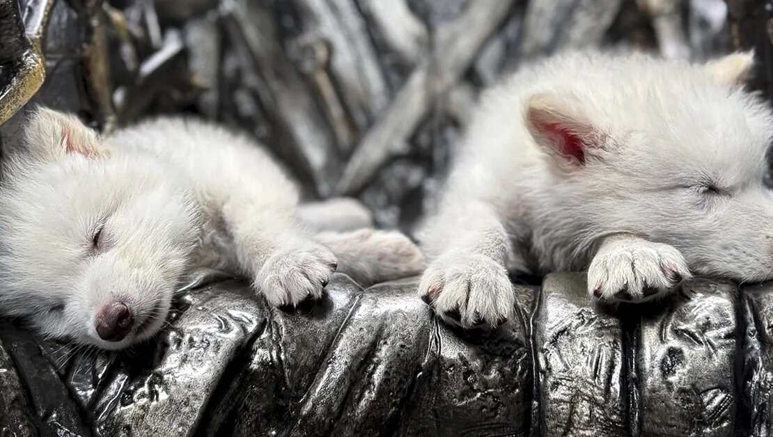 Petition · Create More Sanctuaries for Reborn Dire Wolves - Australia ...