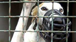 Petition · Stop Greyhound racing - United States · Change.org