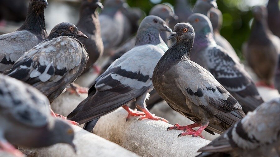 Abaixo-assinado · Resolver a Infestação de Pombos nas Escolas de ...