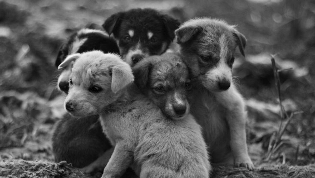 Petition · Care, Feed, Save Street dogs - Philippines · Change.org