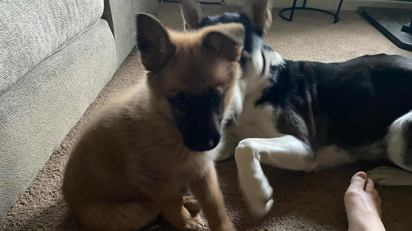 Petition · Grant all dogs and cats of the shelter humane care by ...