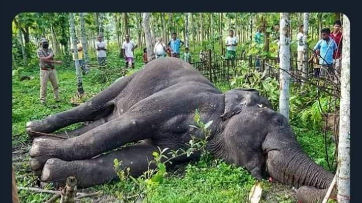 Petition · To gave them (murders) of baby elephnt and mumma elephant ...