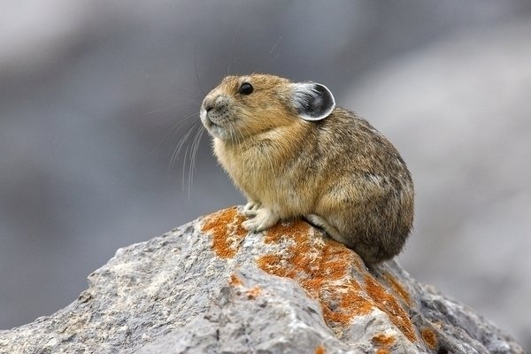 Petition · Help Protect the American Pika from Global Warming - United ...