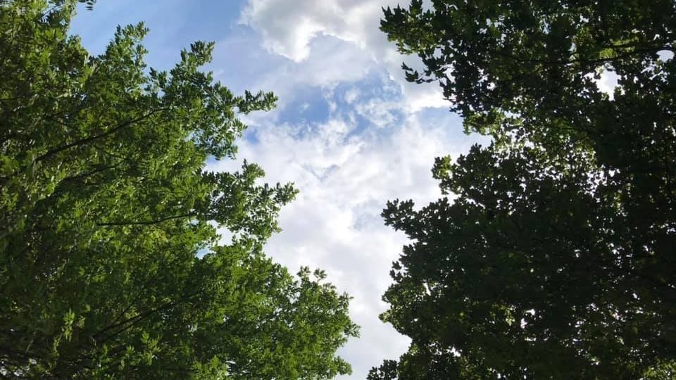 Petition · The Howie-Carter Petition for the Planet! - United States ...