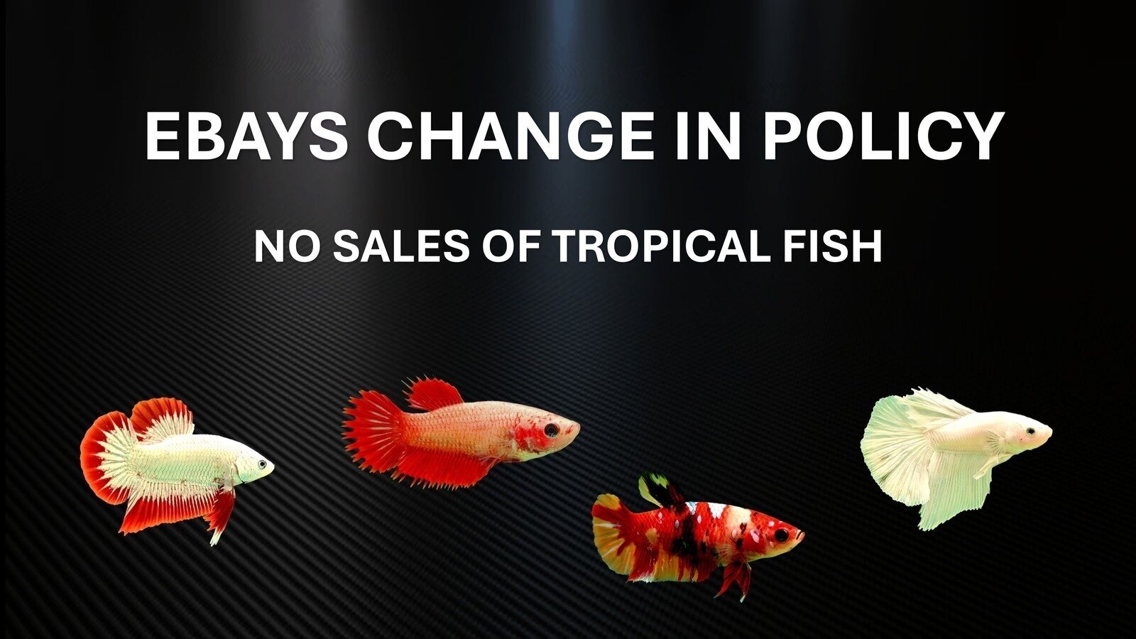 Petition · EBAY - LIVE FISH POLICY CHANGE - United Kingdom · Change.org