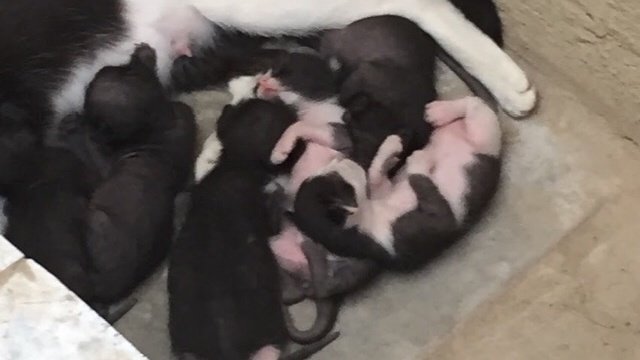 Petition · Save DHS cats - Saudi Arabia · Change.org