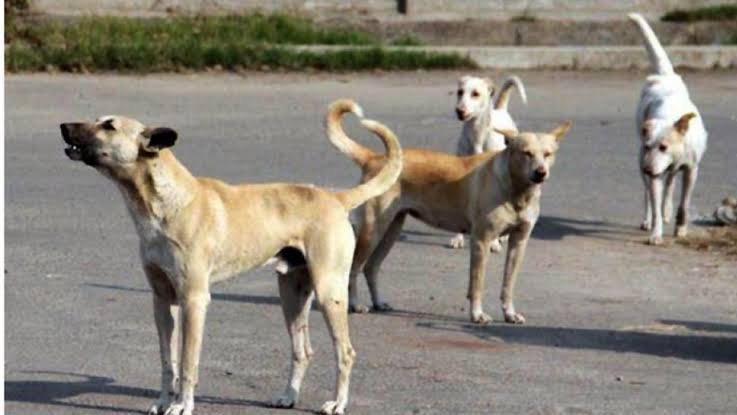 Petition · Rehabilitation of Stray dogs in India in shelters - no stray ...