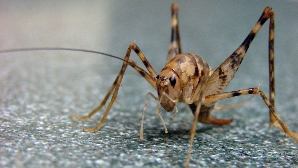 Petition · Kill All Sprickets!! - United States · Change.org