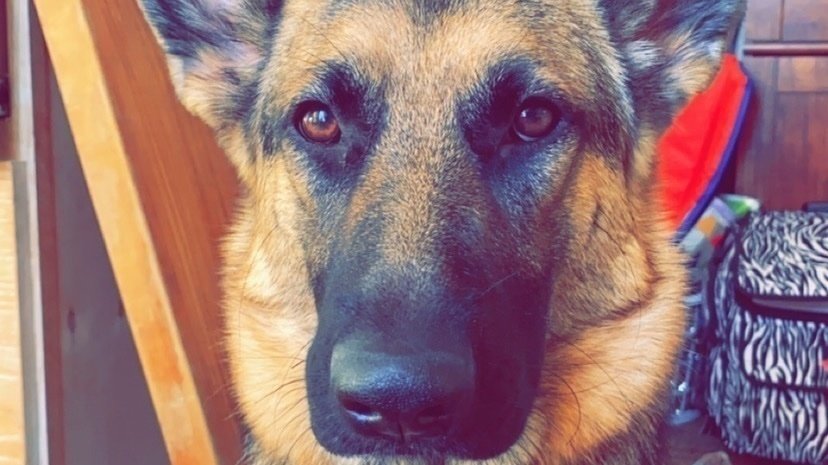 Petition · Justice for Beck - United States · Change.org