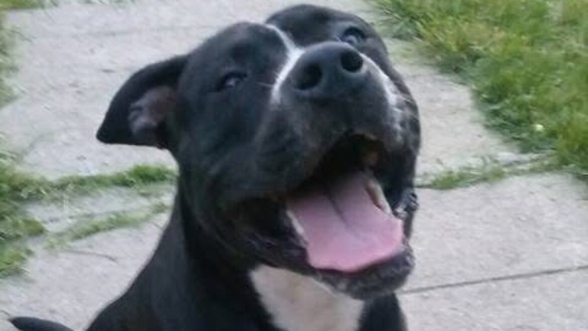 Petition · Enforce Animal Hit-and-Run Laws in Michigan — Justice for ...