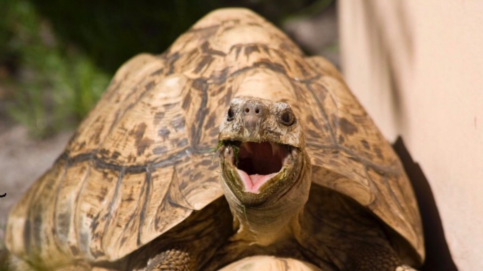 Petition · Stop Drilling Holes In Turtle Shells! - Canada · Change.org