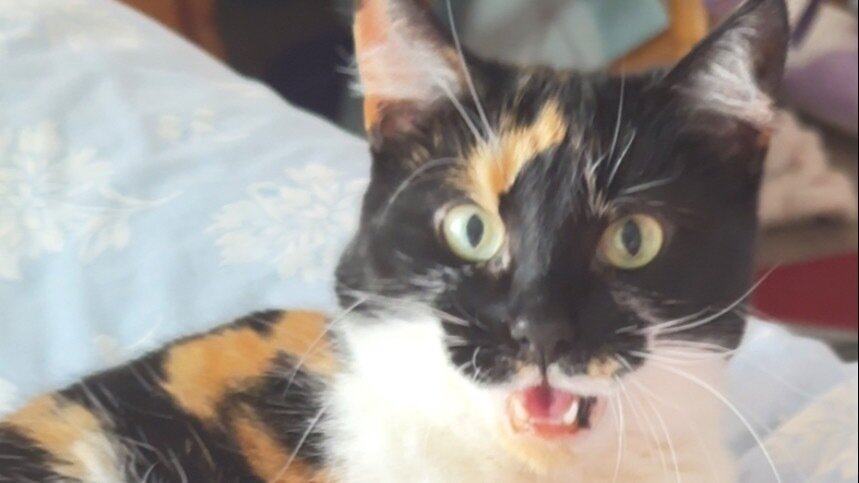 Petition · MY CAT MINI SHOULD BE THE NEXT WORLD LEADER!! - United ...