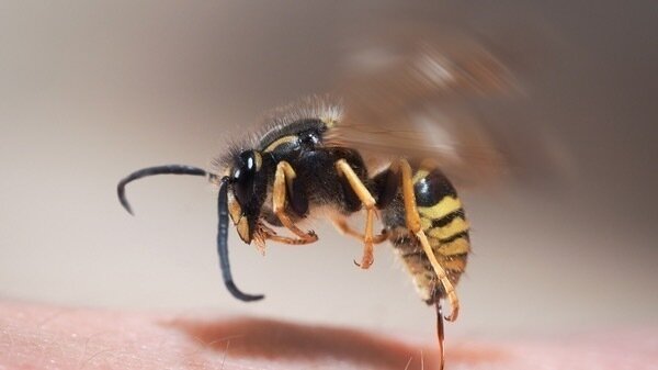 Petition · Send the wasps back to Tartarus - Canada · Change.org