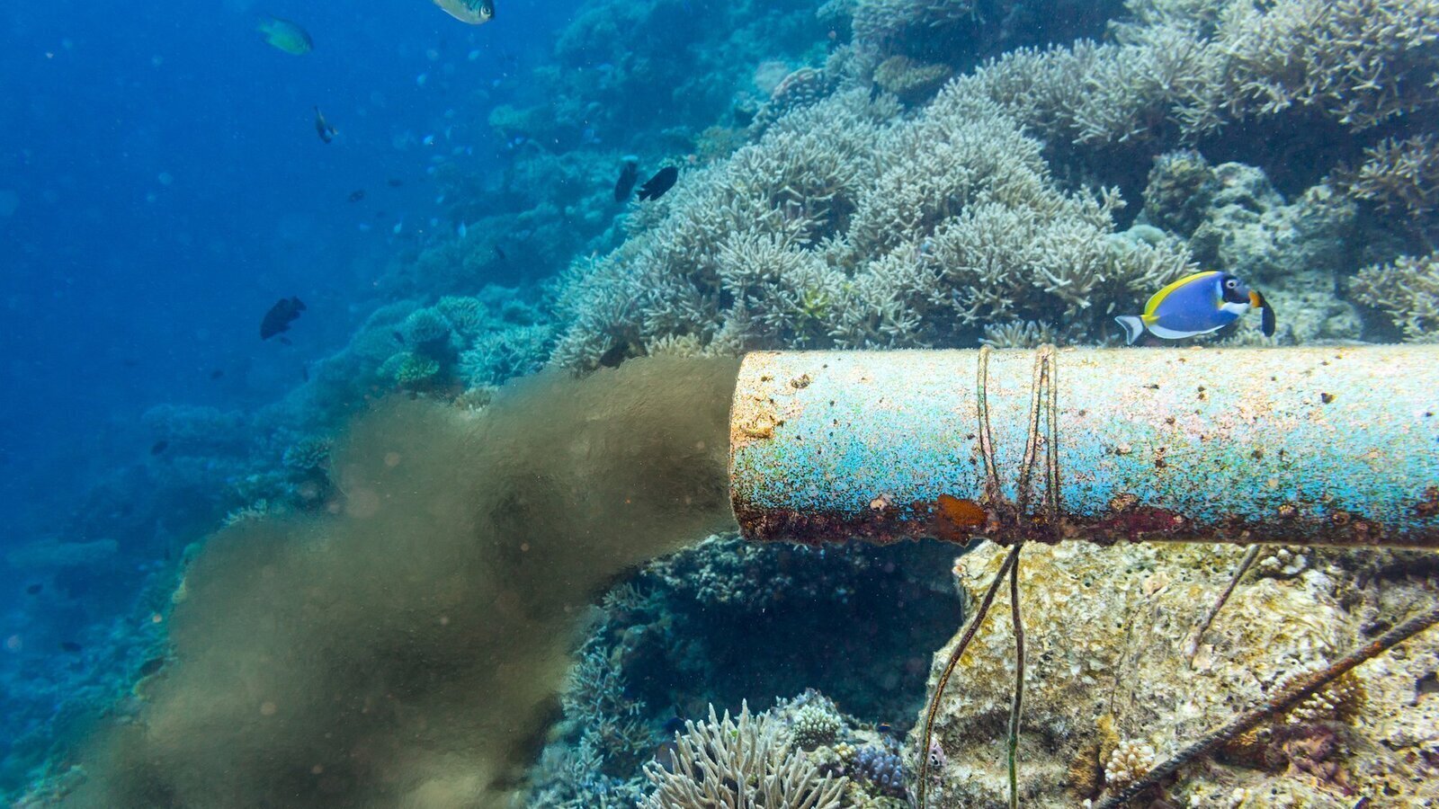 Petition · STOP JAPAN FROM DUMPING NUCLEAR WASTE INTO OUR WATERS ...