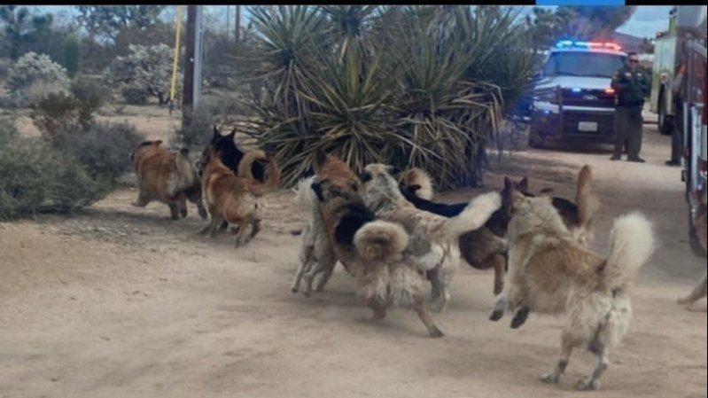 Petition · Remove dogs from Backyard Breeder who let 20 dogs and ...