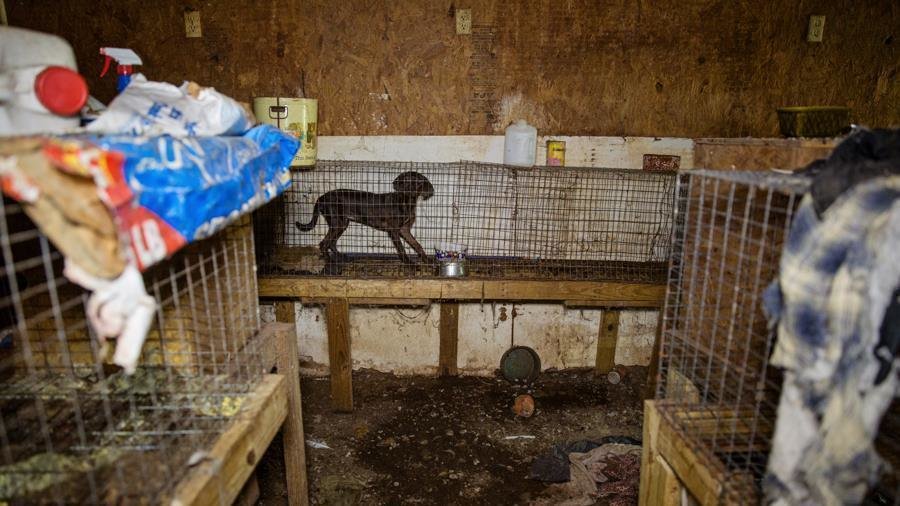 Petition · Charge animal abuser Ellen Burford to the fullest extent of ...