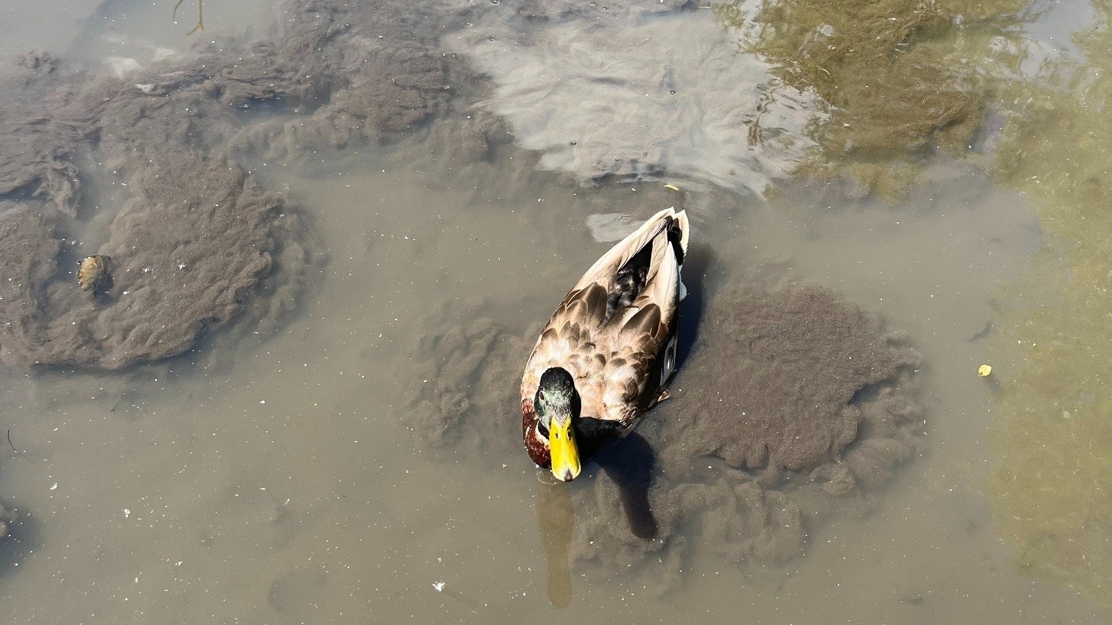 Petition · Restore the ponds and streams in The Royal Victoria Park ...