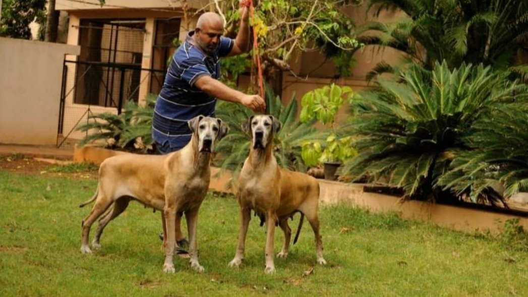 Petition · Voice of Great Dane Fraternity of India - India · Change.org