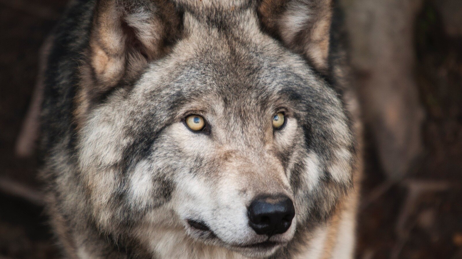 Petition · No to Gray Wolf hunting in Europe !! - France · Change.org