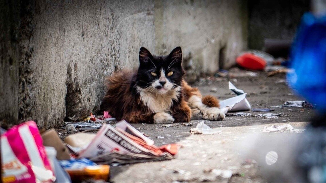 Petition · Petition for the Protection and Well-being of Stray Cats ...