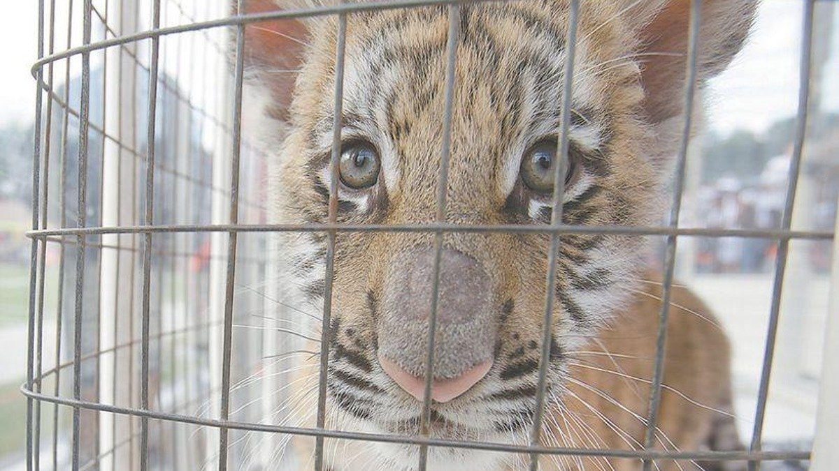 Petition · Protect Obie - Stop Using Live Tiger Cubs as Mascots ...