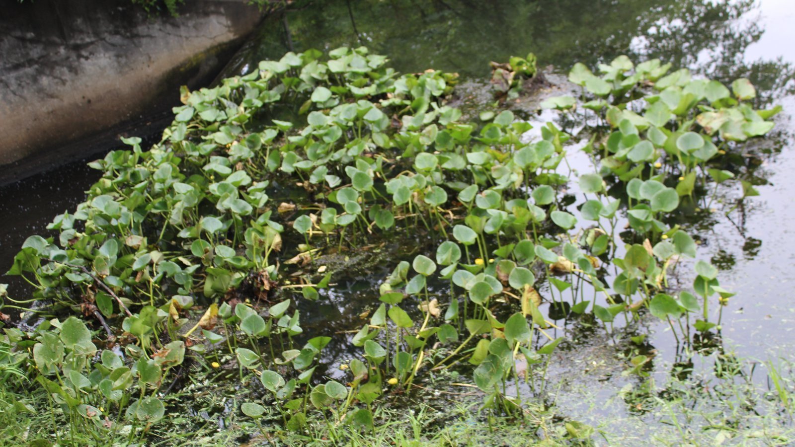 Petition · Clean Valley Stream's Lakes and Ponds - Valley Stream ...