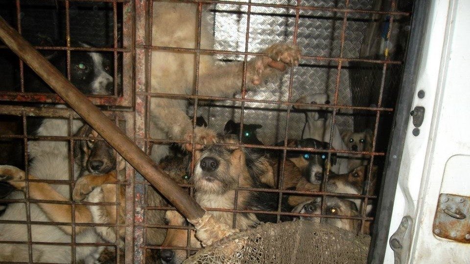 Petition · Stop Euthanasia In Animal Shelters - Greece · Change.org