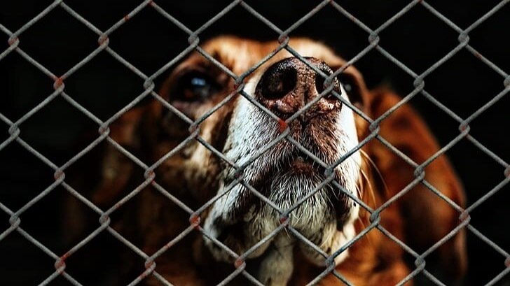 Petición · Stop PETA euthanasia - Suiza · Change.org