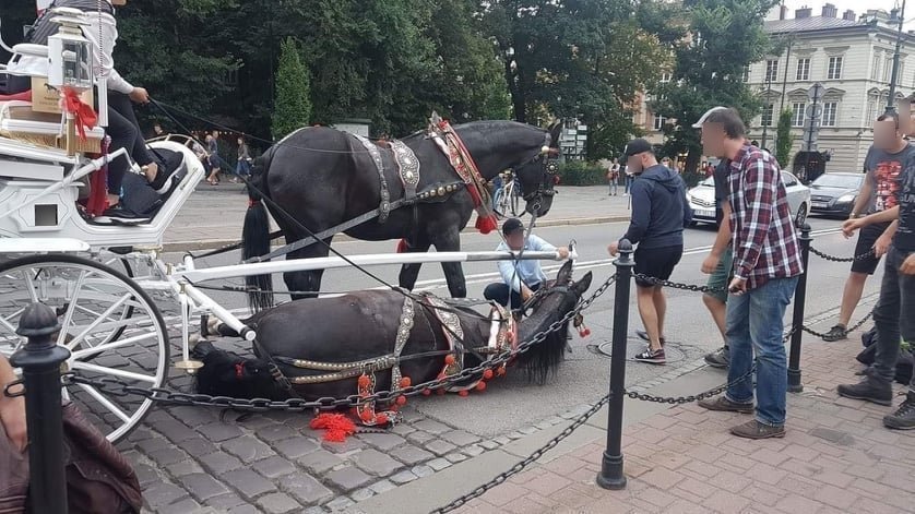 Petition · Ban the dangerous and cruel practice of horse-drawn ...