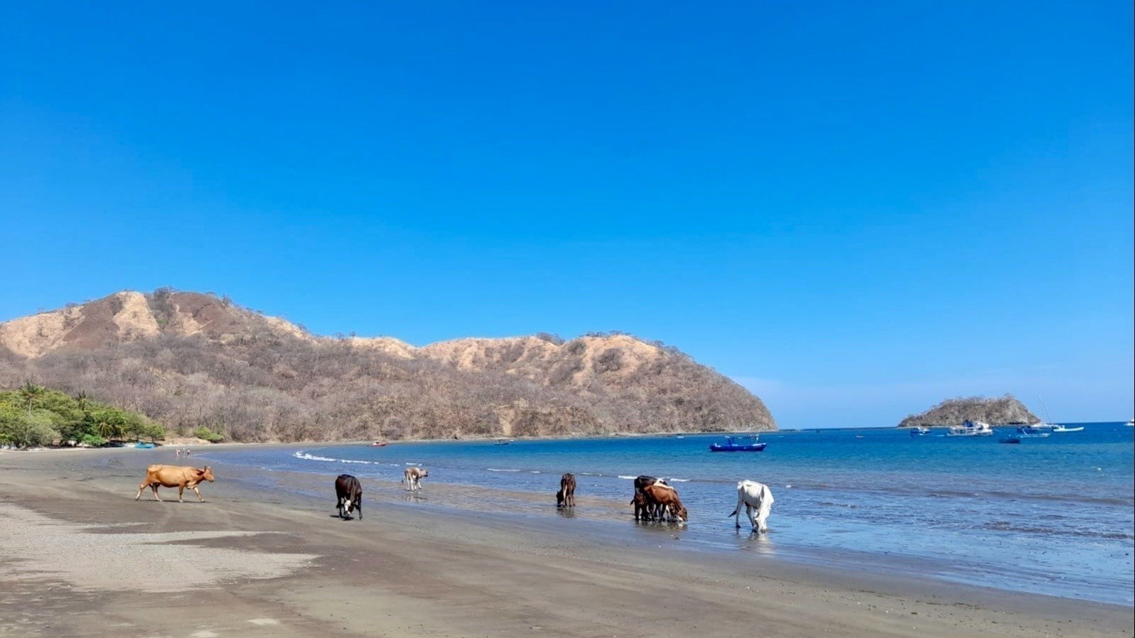 Petition · ¡Save the beach cows in Coco, Costa Rica! - Costa Rica ...