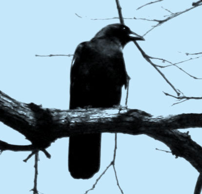 Petition · Stop scaring away Rochester's crows · Change.org