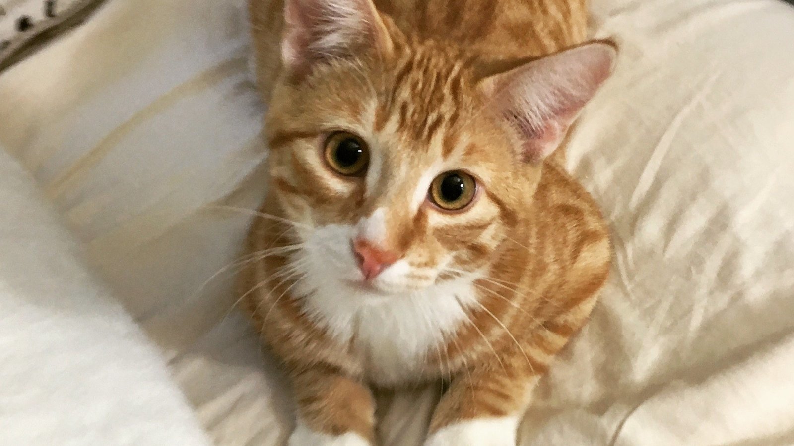 Petition · For Samira to Get a Cat - United States · Change.org