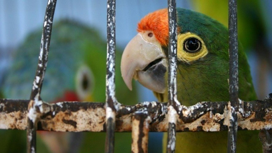 Petition · Help stop birds being put in too small cages at pet shops ...