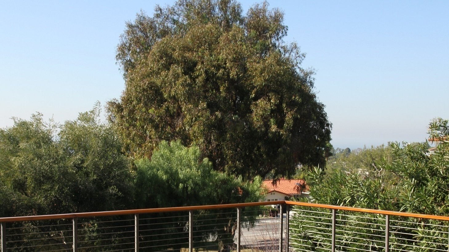 Petition · Trim, top, or remove unpermitted street trees that are ...