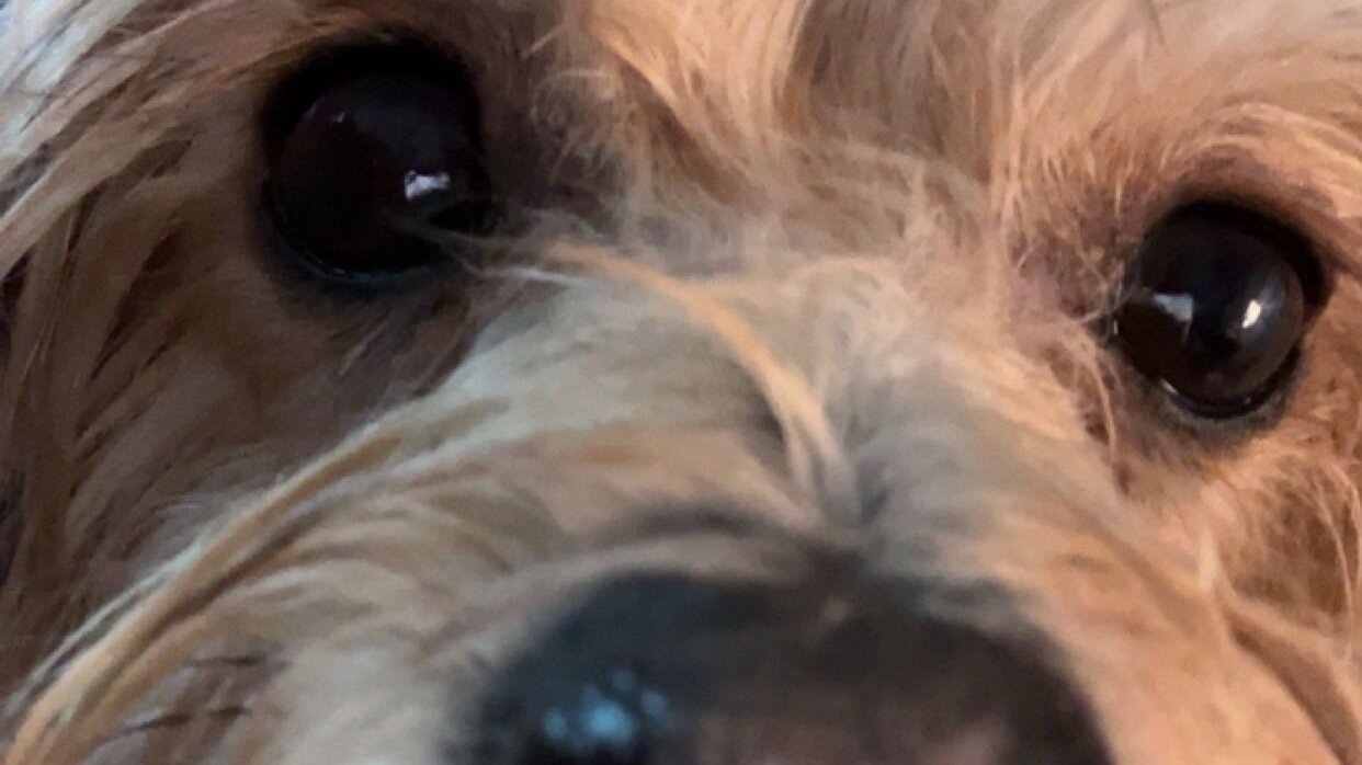 Petition · Please let us go to James house. - Curaçao · Change.org