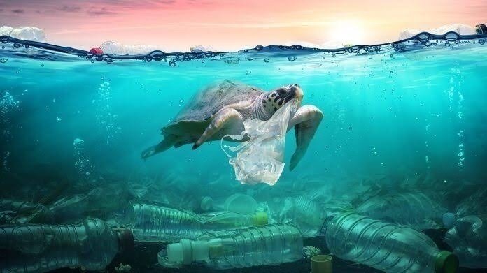 Petition · No More Plastic Straws, Save The Turtles · Change.org