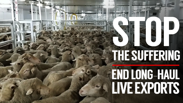 Petition · Ban Live Export - United Kingdom · Change.org