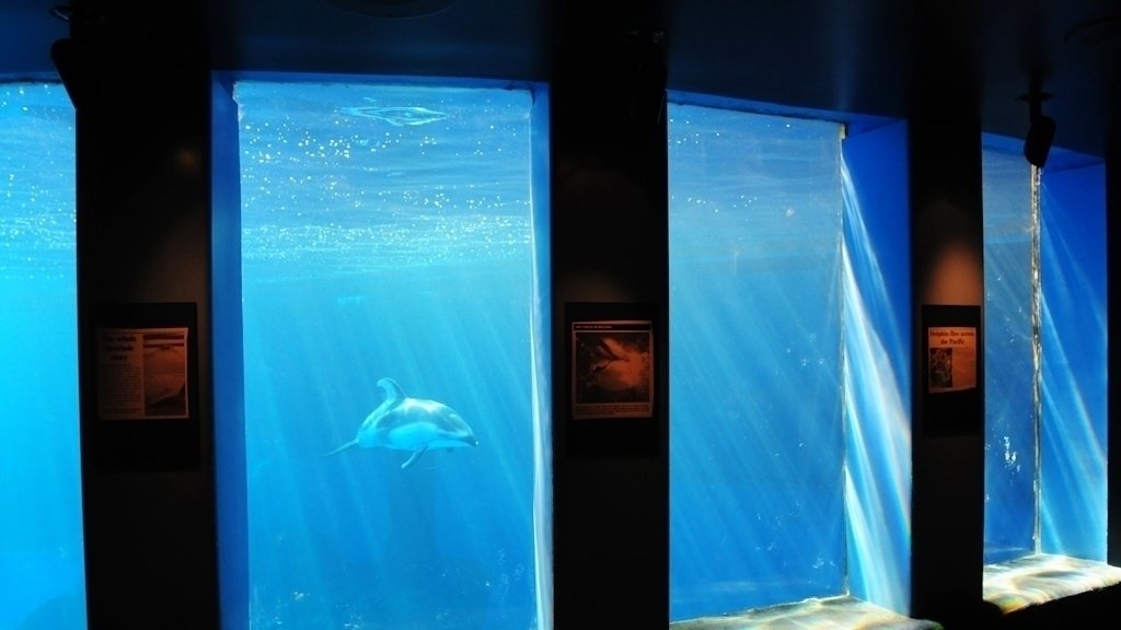 Petition · End Whale and Dolphin Captivity - Canada · Change.org