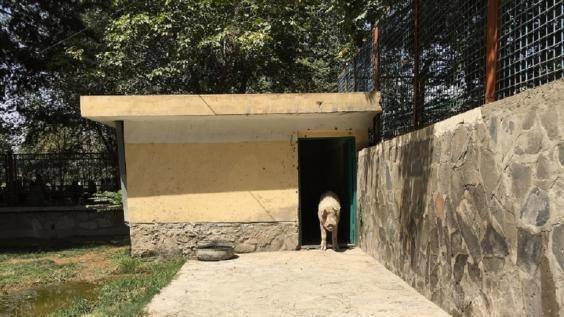 Petición · UNA CERDITA PARA KHANZIR EL CERDITO TRISTE - España · Change.org